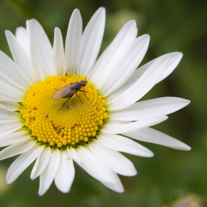 Ox Eye and Fly stock photo. Image of pistil, pollen, leucanthemum ...