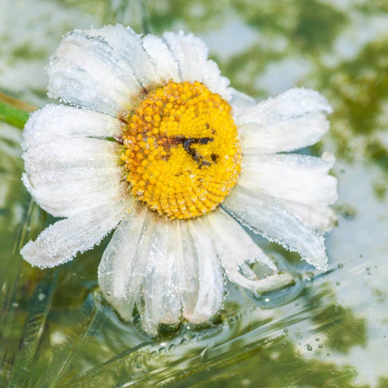 Ox Eye on Ice stock image. Image of anther, bloom, crystal - 28167261