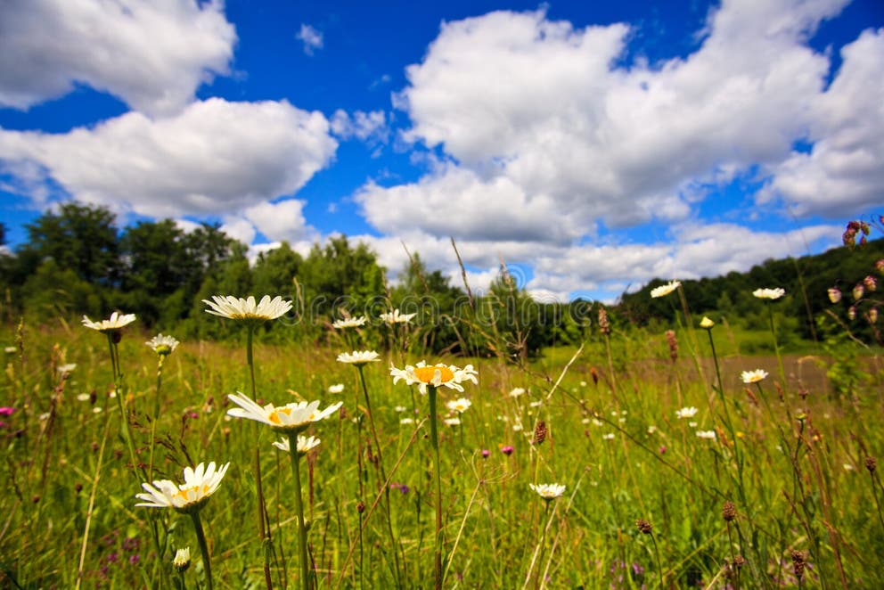 Ox-eye and sky stock image. Image of plants, farm, meadow - 20082919