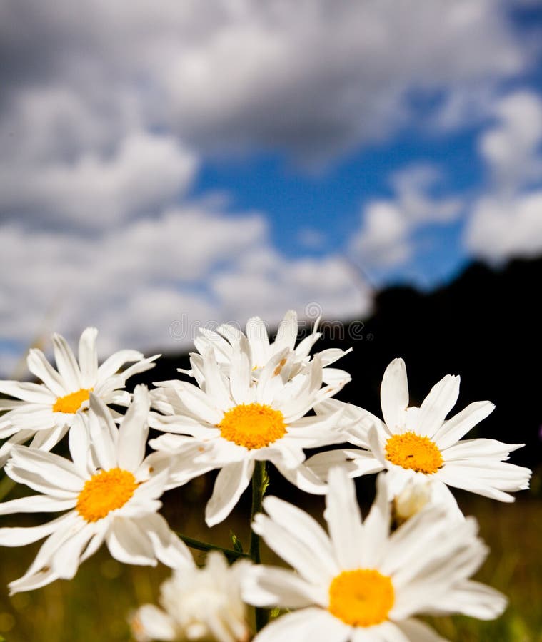 Ox-eye and sky stock image. Image of herb, plants, hills - 21738165