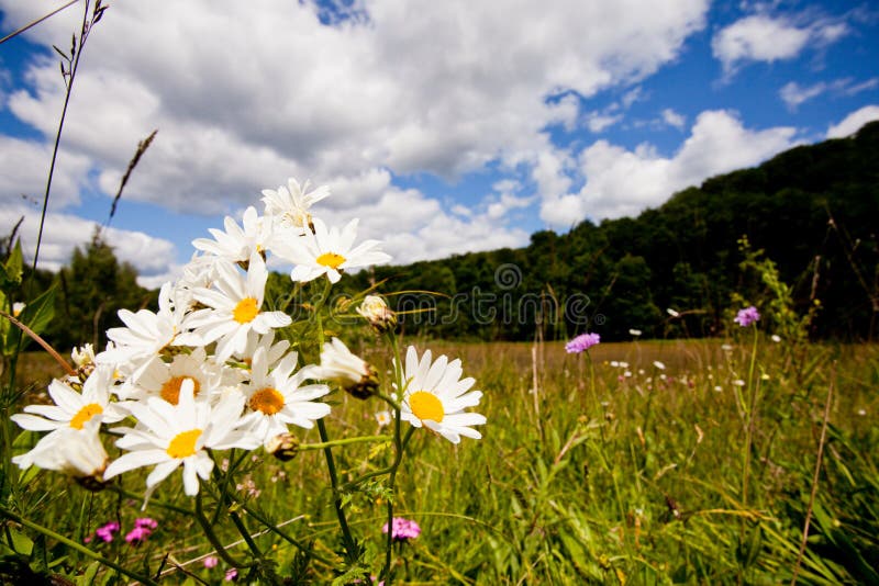 Ox-eye and sky stock photo. Image of field, foliage, meadow - 21738318