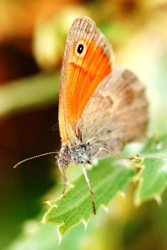 Ox-eyed butterfly stock photo. Image of love, antennae - 15391288