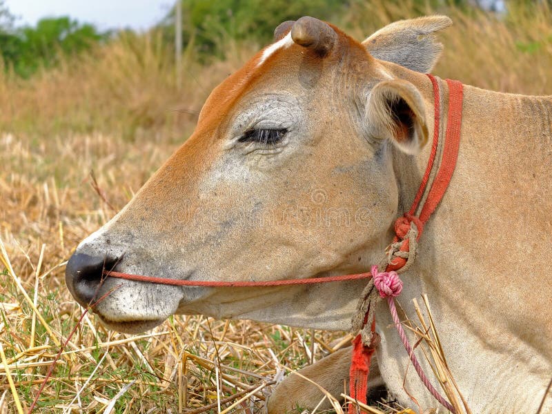 Ox stock photo. Image of farm, rice, outdoor, animals - 42793272