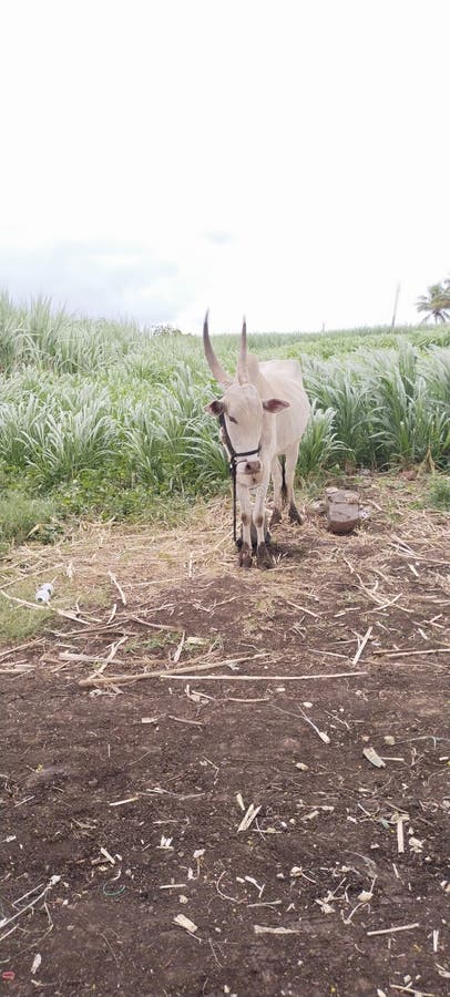 The ox in the field stock photo. Image of meadow, agriculture - 226489088