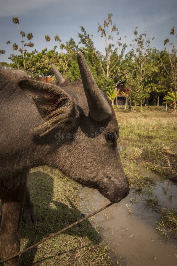 Ox in a Field at he Museum of Rice in Langkawi Stock Image - Image of ...
