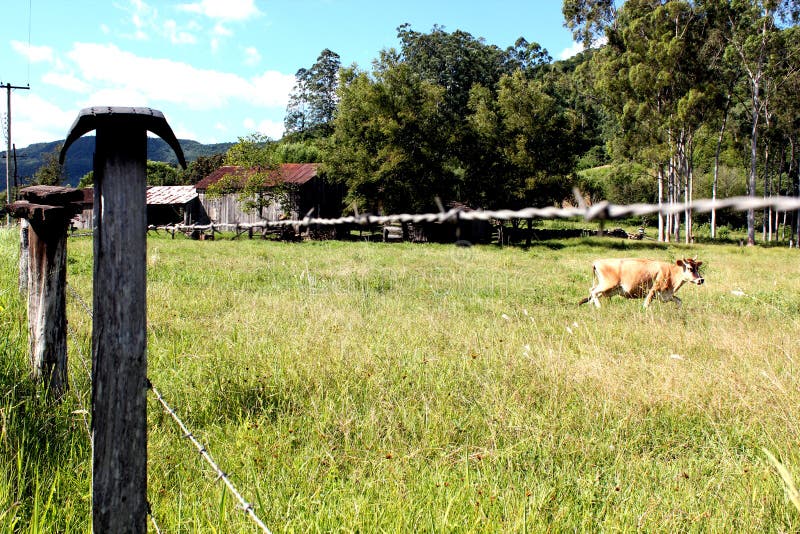 Ox in the field stock image. Image of brazil, fruit, work - 55273425