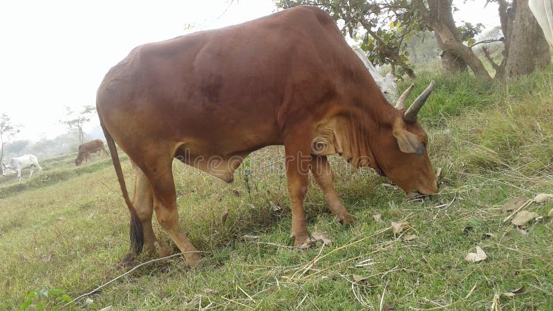A ox is gazing in a field stock image. Image of field - 167319201