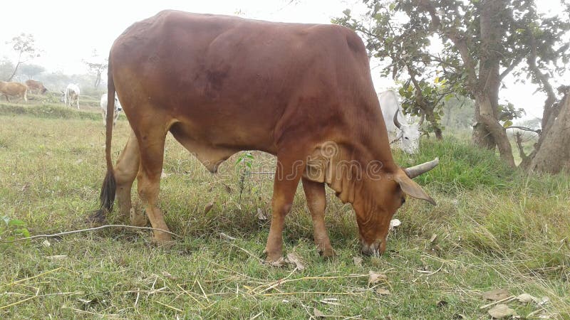 A ox is gazing in a field stock image. Image of forest - 167319427