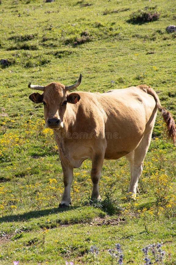 Ox grazing in the fields stock photo. Image of group - 160888192