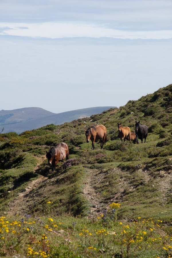 Ox grazing in the fields stock photo. Image of farm - 160888082