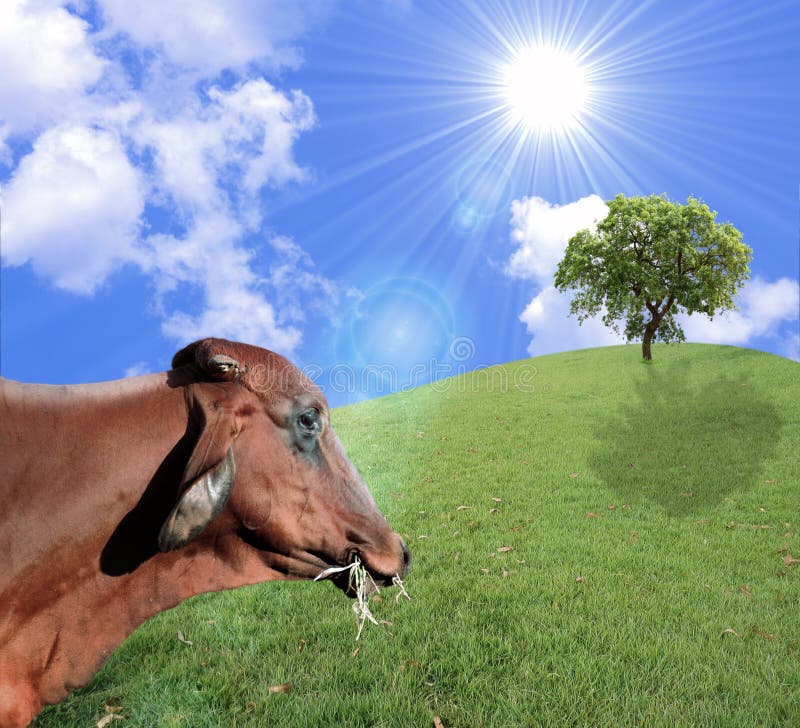 Eating Ox stock photo. Image of eating, grassland, water - 12534888