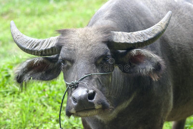 Ox head home a close-up stock image. Image of mature - 29507281