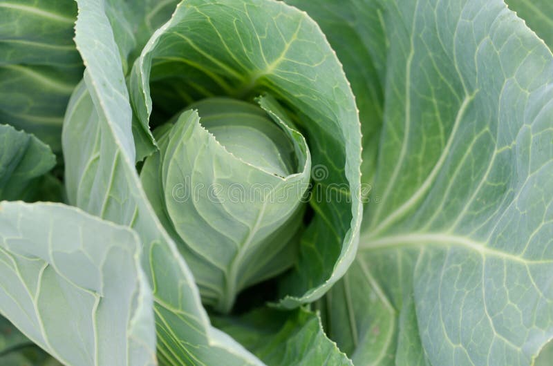 Ox Heart Cabbage. Top View. Stock Image - Image of close, landscape ...