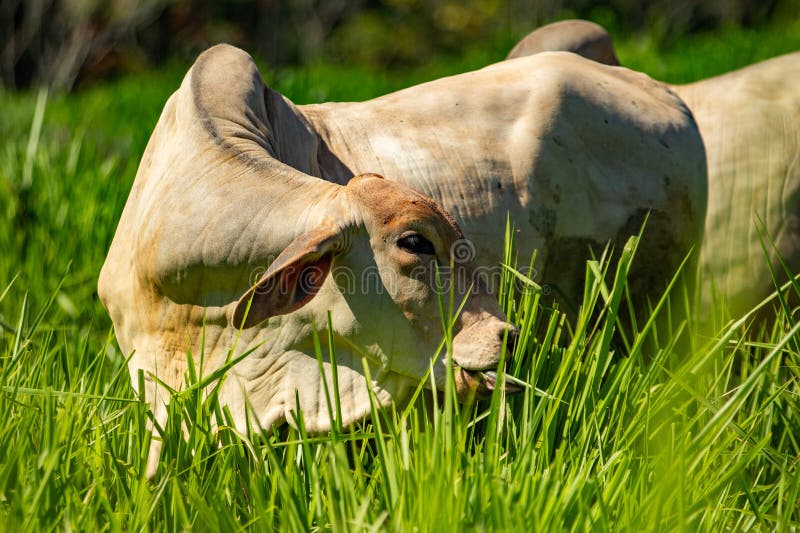 A small herd of cattle. stock image. Image of green - 360050999
