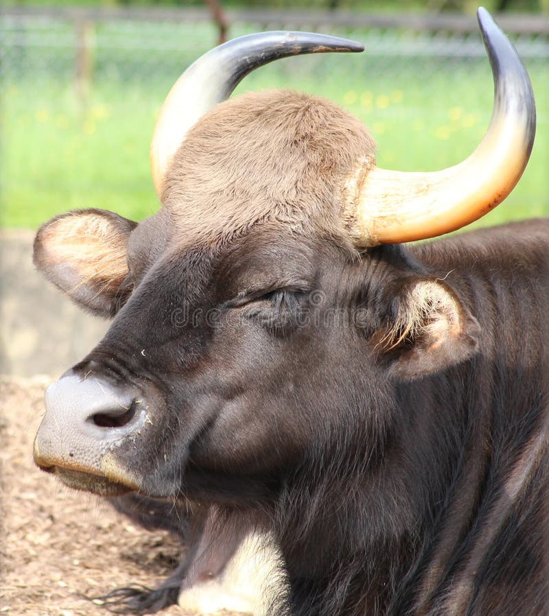 An Ox stock photo. Image of lying, horns, nose, bull - 41390520