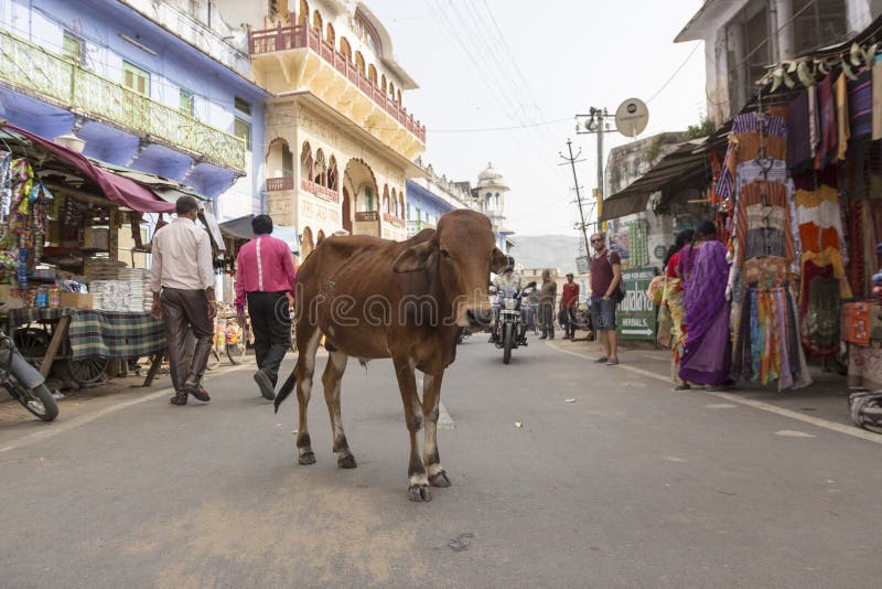 Ox in marketplace editorial stock photo. Image of tradition - 89032983