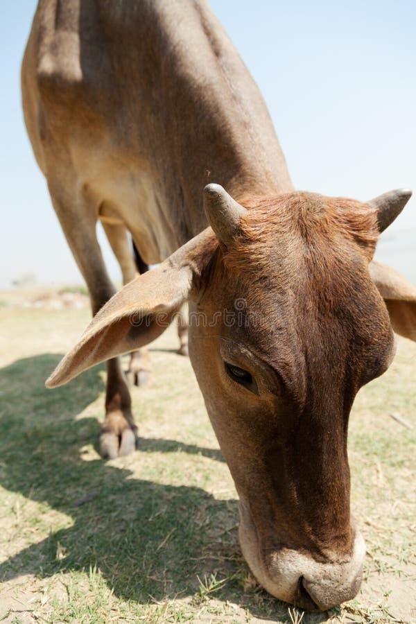 Ox in Mingun, Myanmar stock photo. Image of traditional - 58490026