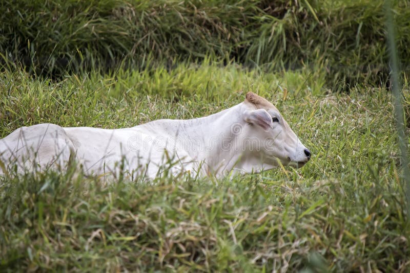 Ox in the Pasture in Side View Stock Image - Image of female, animal ...