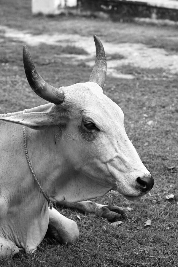 Ox portrait stock image. Image of laying, herbivorous - 15794999