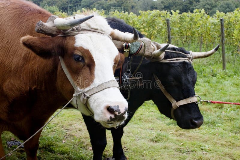 3,100 Ox Head Stock Photos - Free & Royalty-Free Stock Photos from ...