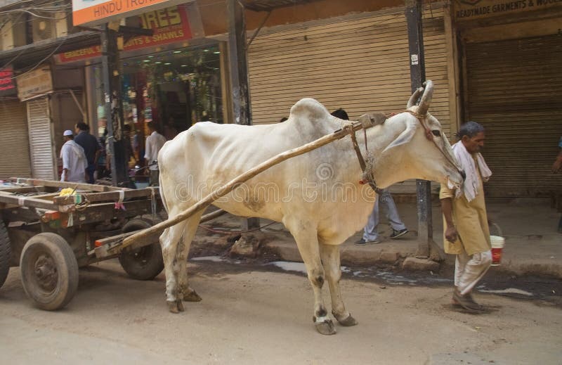 Ox pulling cart editorial photo. Image of asia, delhi - 58606356