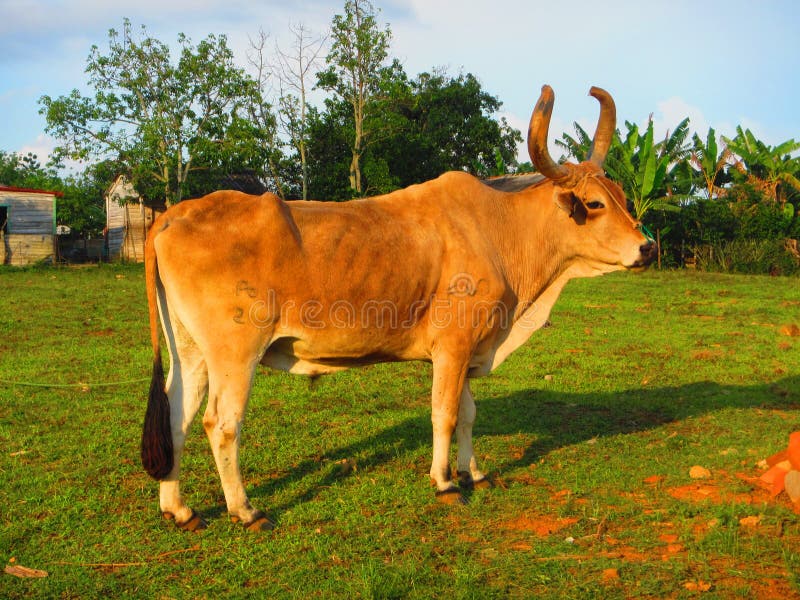 Ox stock photo. Image of domestic, bull, farmer, tropical - 72081314