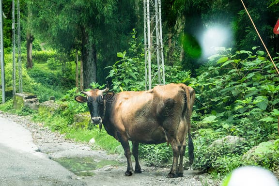 Ox stock image. Image of primitive, power, cattle, farm - 98228979