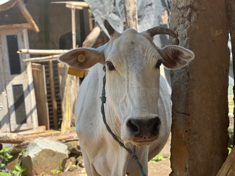 Ox Roped To a Tree in a Barn Stock Photo - Image of animal, rural ...