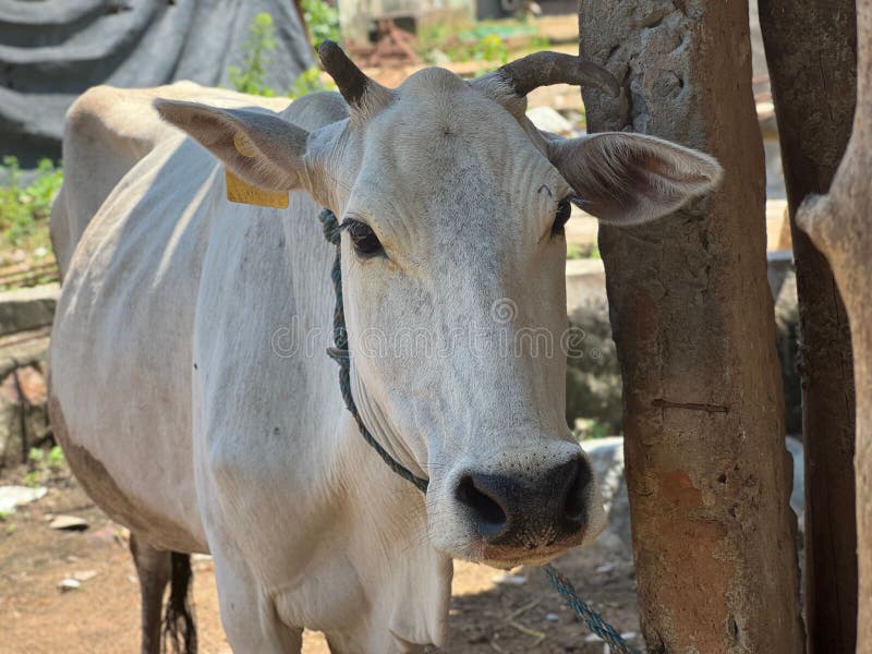 Ox Roped To a Tree in a Barn Stock Image - Image of rural, outdoors ...