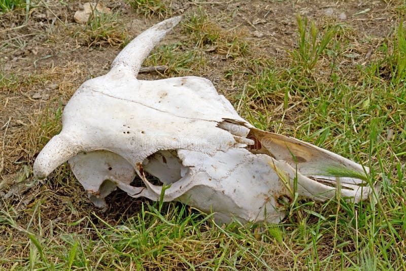 Ox Skull stock image. Image of bones, bone, bull, skull - 19733233
