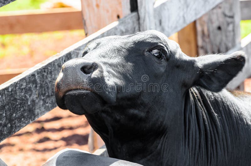 Ox head stock photo. Image of hazard, head, mammal, bovine - 123392878