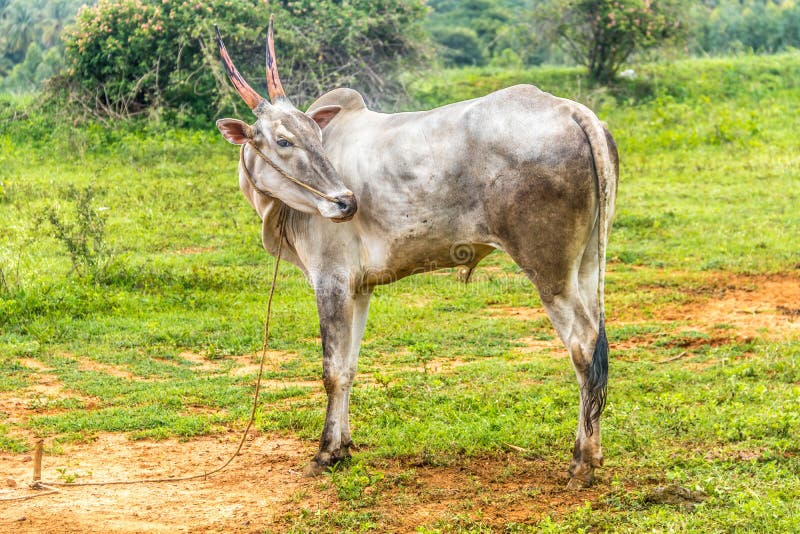 380 Indian Ox Stock Photos - Free & Royalty-Free Stock Photos from ...