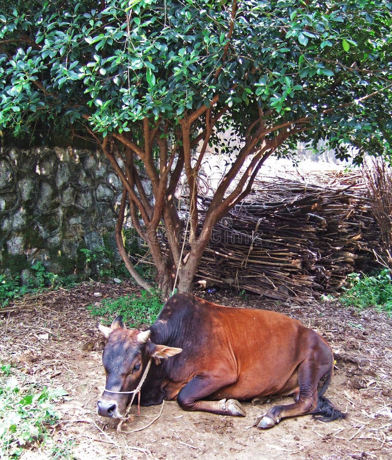 Ox under a tree stock photo. Image of sunshine, wall, stone - 5564450