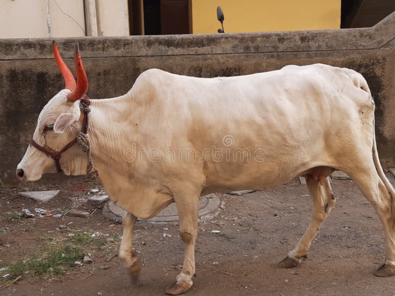 An Ox walking on the road stock photo. Image of pets - 169160260