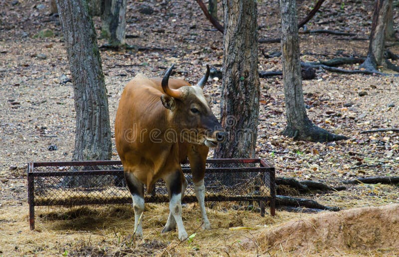 Strong Ox Stock Images - Download 364 Royalty Free Photos