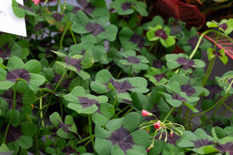 Red Oxalis Leaves stock photo. Image of oxalis, season - 91114970