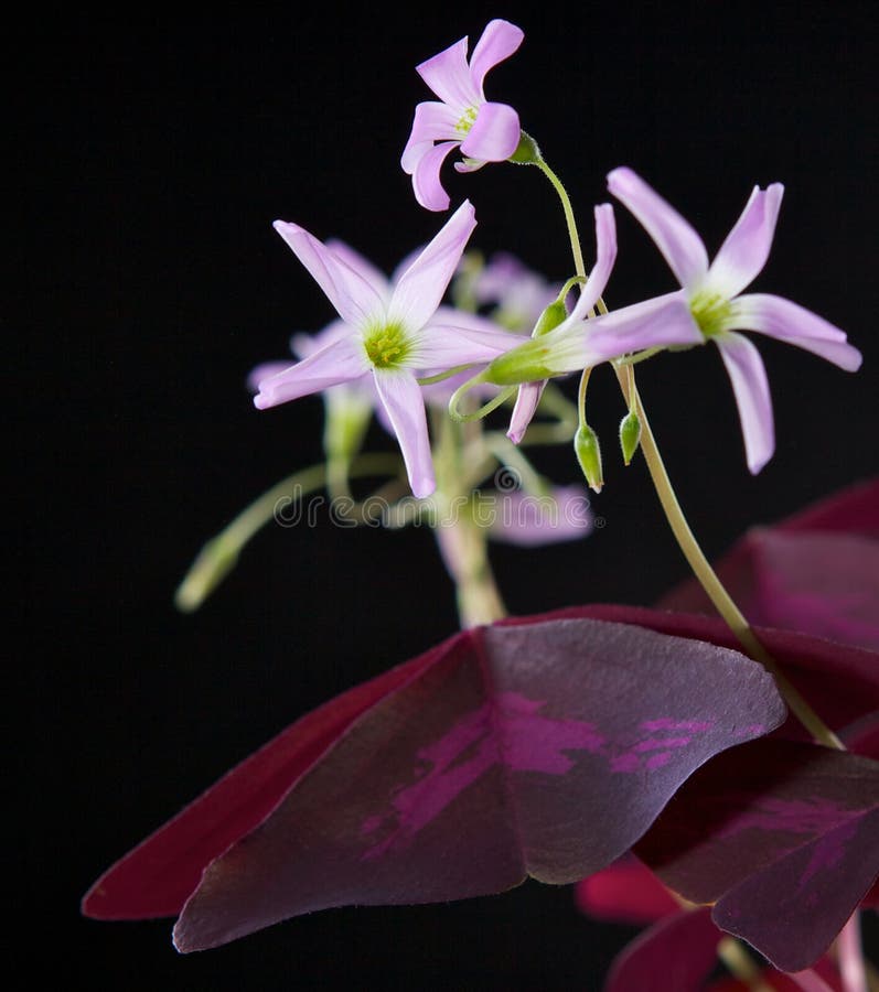 Caper plant in bloom stock photo. Image of capparaceae - 16762882
