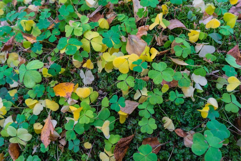 Skogbunn Stock Photos - Free & Royalty-Free Stock Photos from Dreamstime