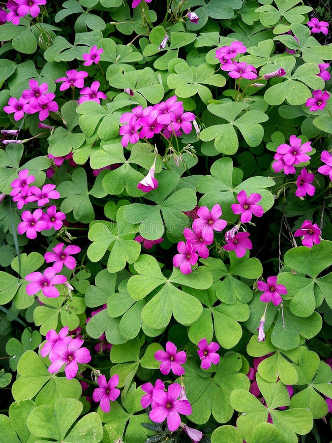 Oxalis articulata flowers stock photo. Image of plant - 266047748
