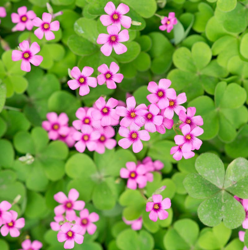 Oxalis blooming stock photo. Image of irish, patrick - 24667318