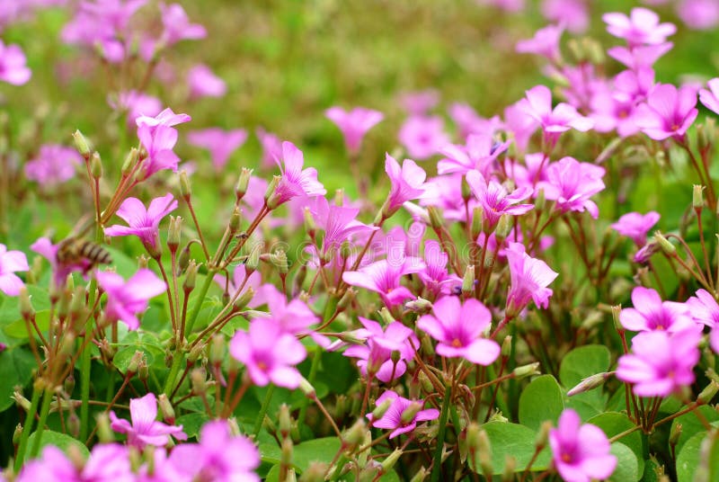 Oxalis Corniculata L. Flower Stock Photo - Image of beauty, background ...