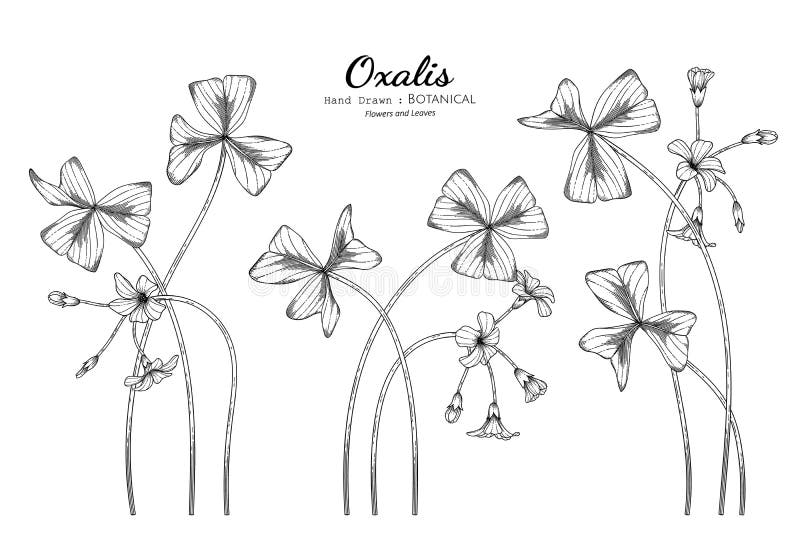 Oxalis Stricta Stock Illustrations – 327 Oxalis Stricta Stock ...