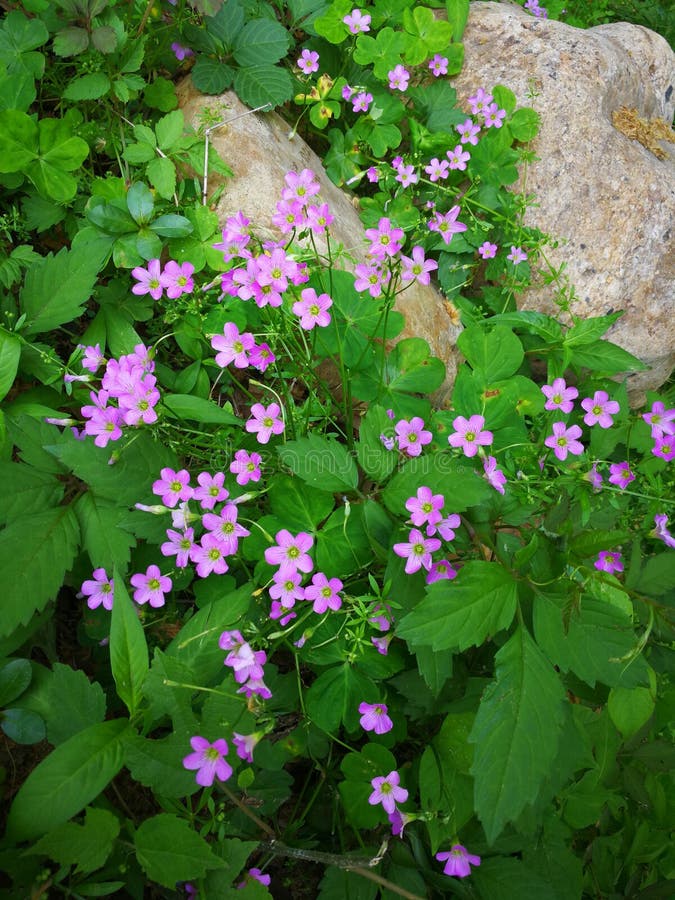 Oxalis stock image. Image of wildflower, stone, groundcover - 91578409