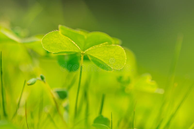 Shamrock Vine Photos - Free & Royalty-Free Stock Photos from Dreamstime