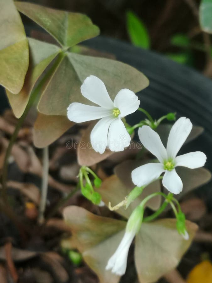 Oxalis stock image. Image of bloom, white, flower, oznor - 155105961