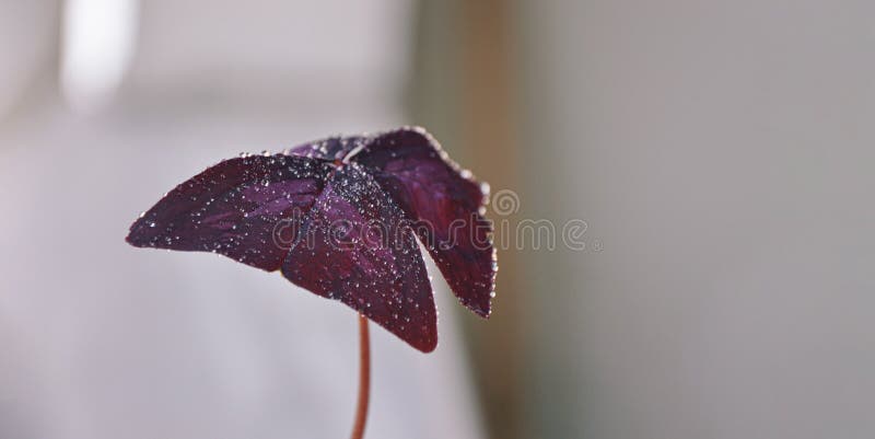 Oxalis Purpurea, Oxalis Triangularis, Natural Background of Purple ...