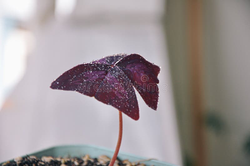 Oxalis Purpurea, Oxalis Triangularis, Natural Background of Purple ...