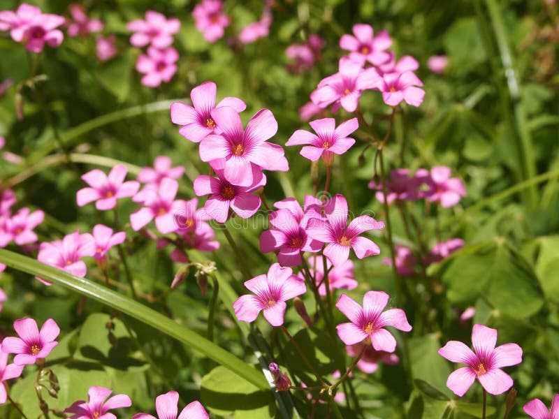 Oxalis rubra stock image. Image of wild, close, rubra - 25474951