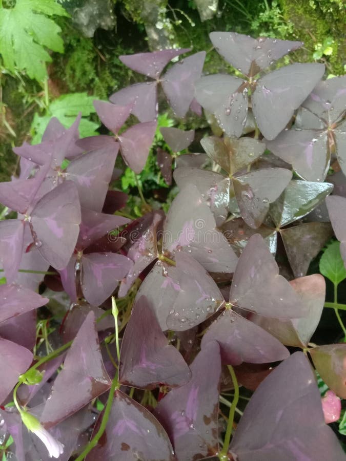 Oxalis triangularis stock image. Image of indoor, used - 269404987