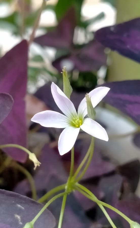 Oxalis Triangularis stock photo. Image of petal, leaf - 263003138